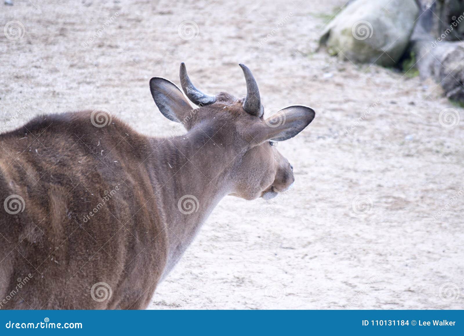 Rear View of a Deer stock photo. Image of nature, small - 110131184