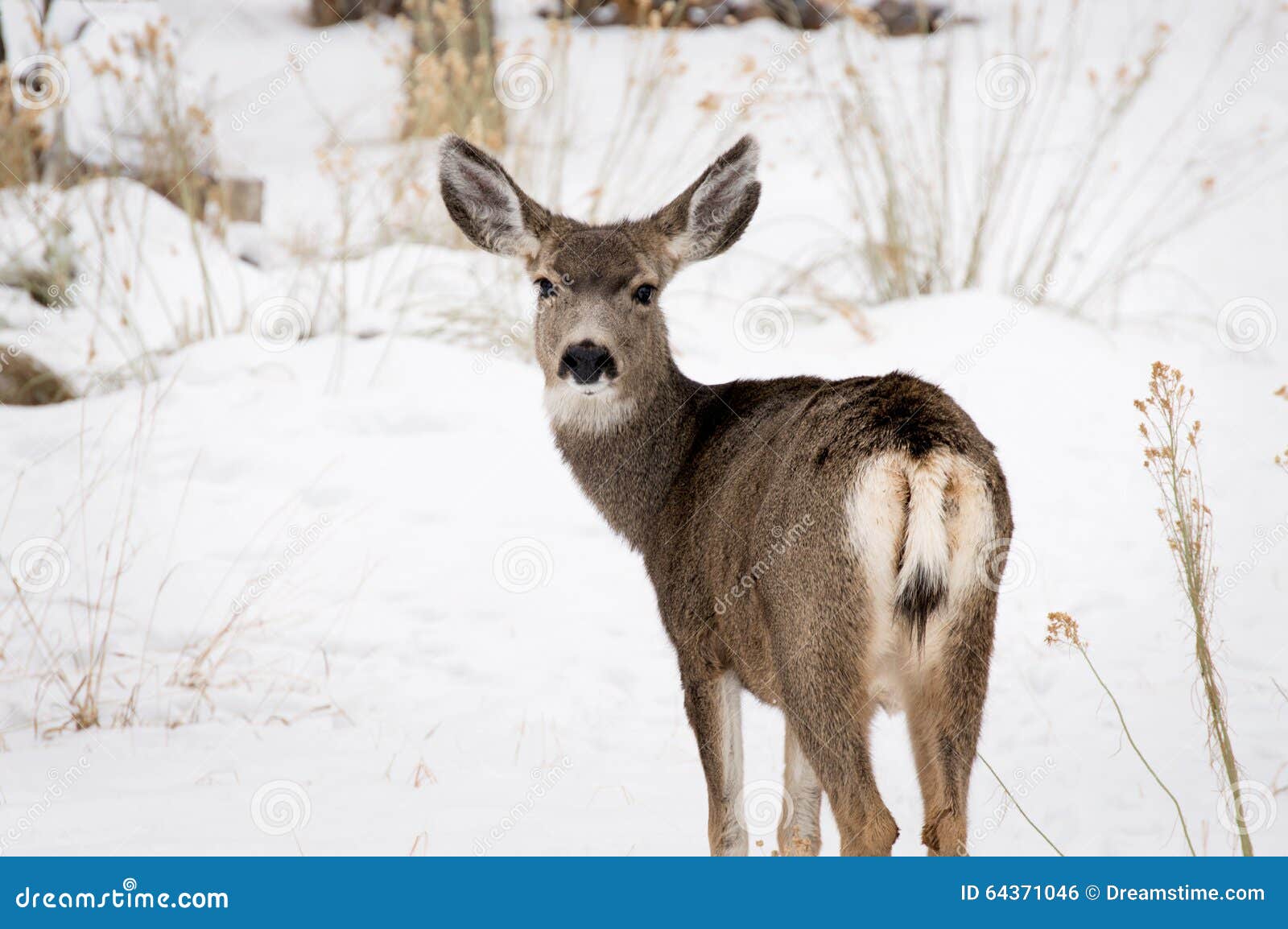 Looking Back stock photo. Image of cold, back, winter - 64371046