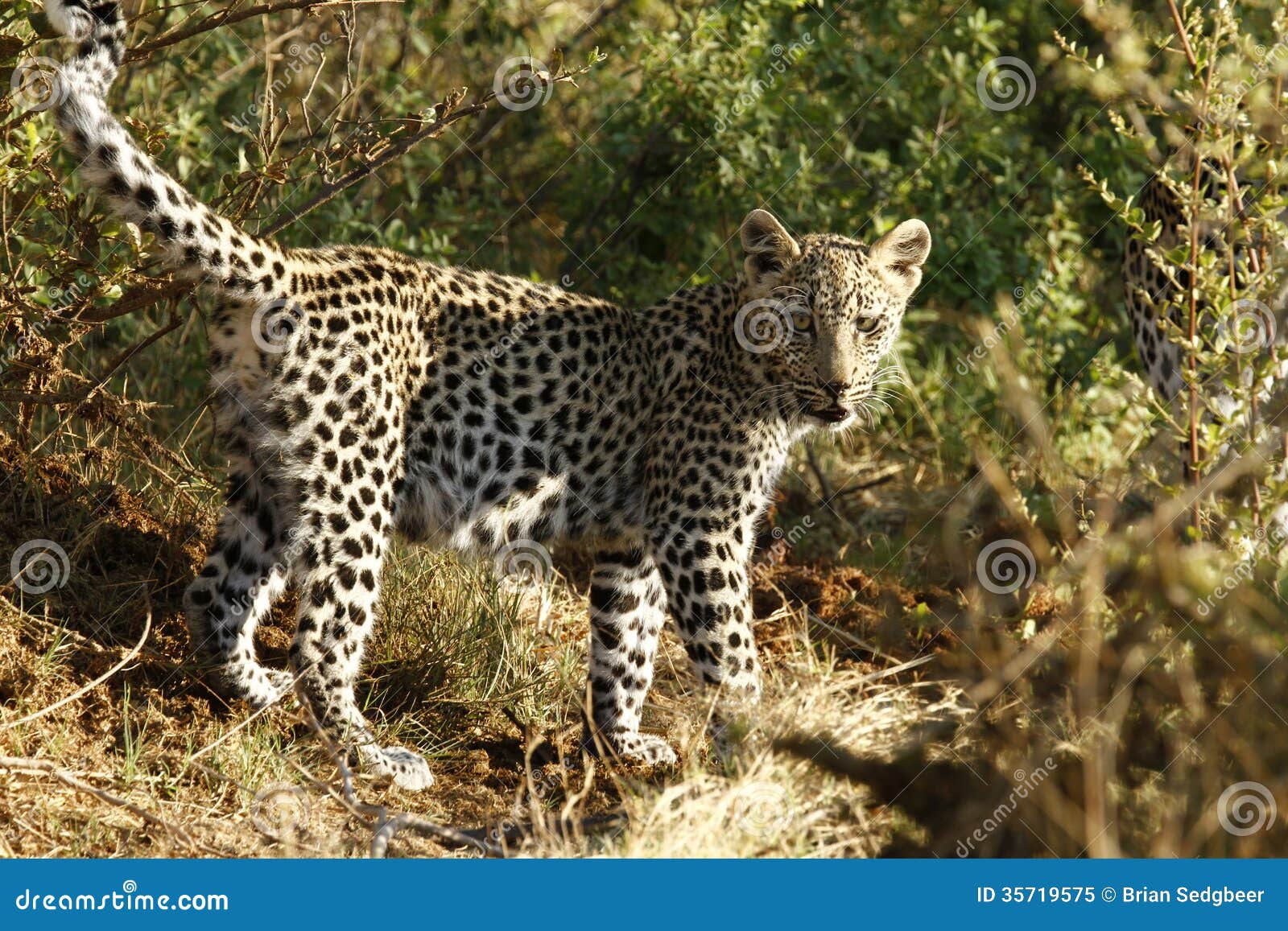 Looking Back stock image. Image of threatened, botswana - 35719575