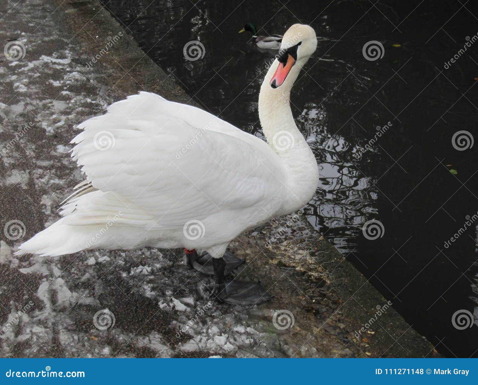 Looking Back stock photo. Image of swan, looking, water - 111271148