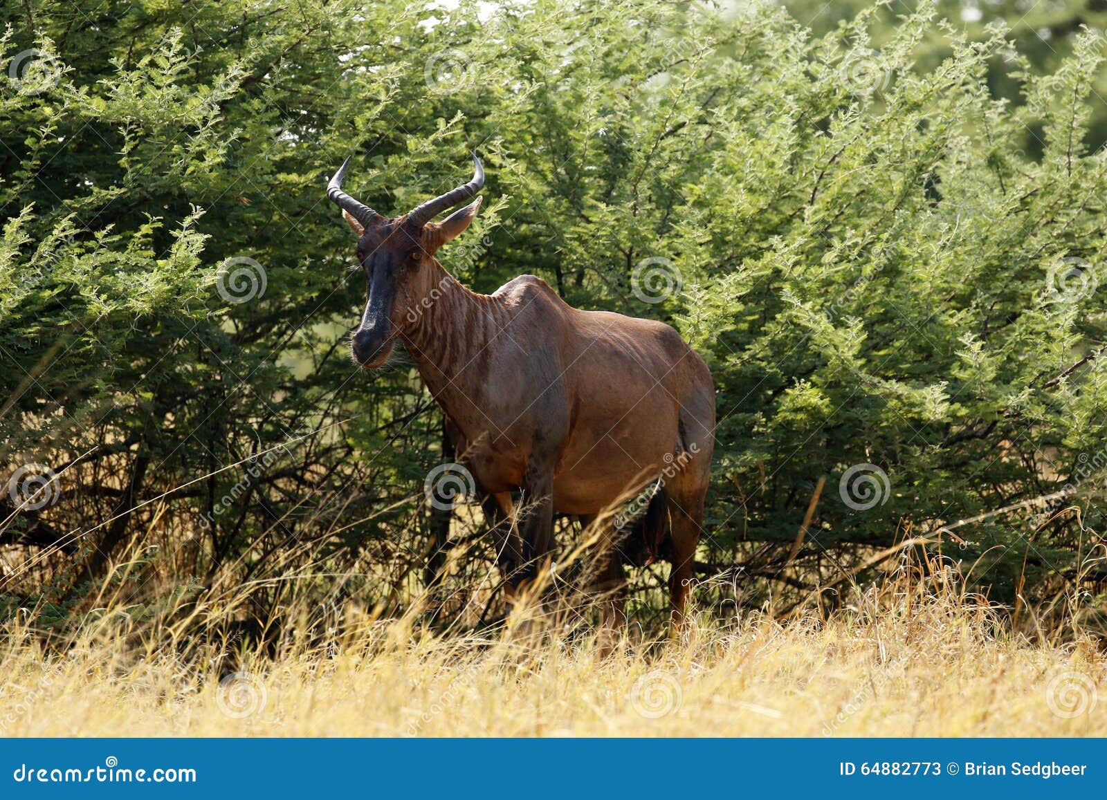Looking back stock image. Image of antelope, basterhartbees - 64882773