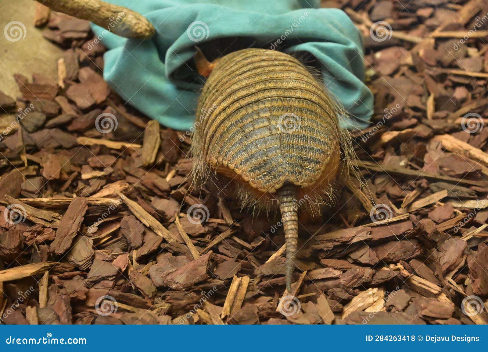 Looking at the Backside of an Armadillo Stock Photo - Image of scale ...