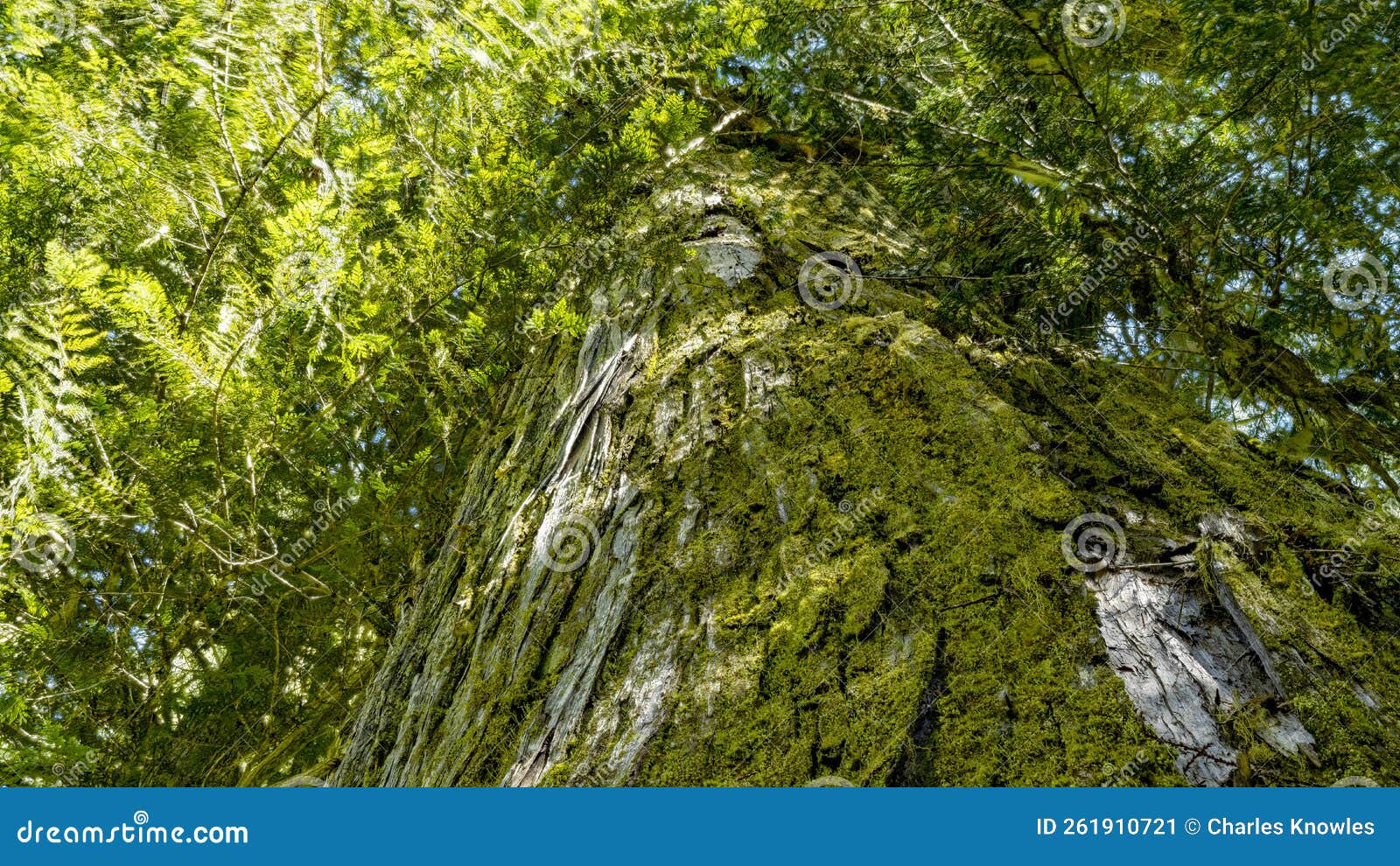 Looking into the Branches of a Giant Cedar Tree Stock Image - Image of ...