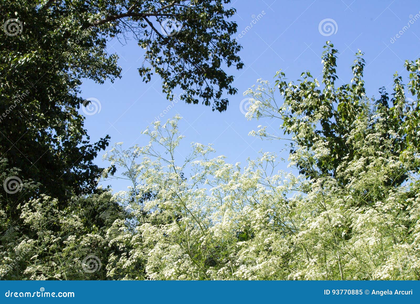 Looking through the bushes stock image. Image of breather - 93770885
