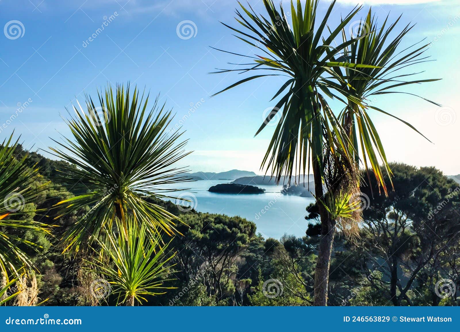Looking through the Cabbage Trees To the Beautiful Scenery of the Bay ...