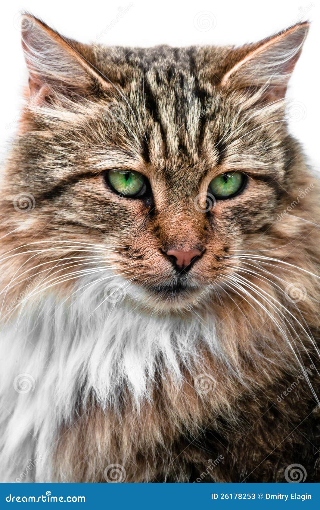 Looking Cat Portrait Front View Stock Image - Image of curiosity ...