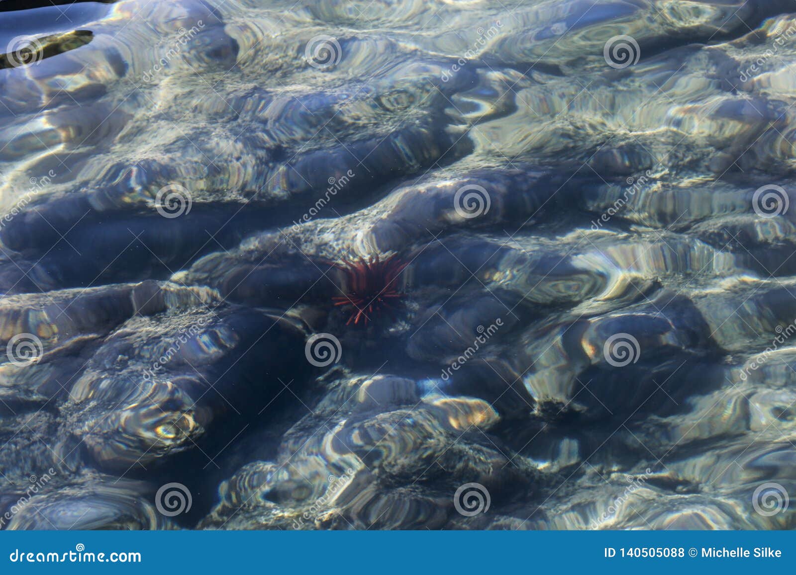Looking Down into Clear Water Stock Photo - Image of water, peaceful ...