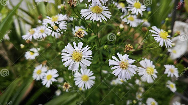 Looking at the Cluster of White Panicle Aster Flower. Stock Image ...