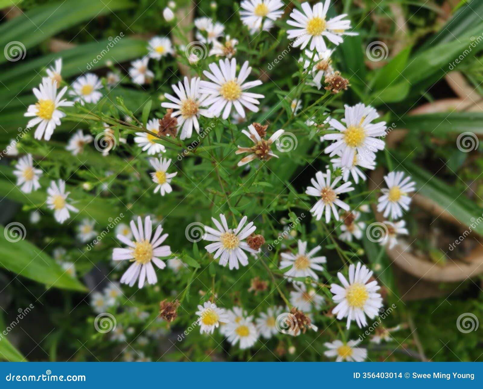 Looking at the Cluster of White Panicle Aster Flower. Stock Photo ...