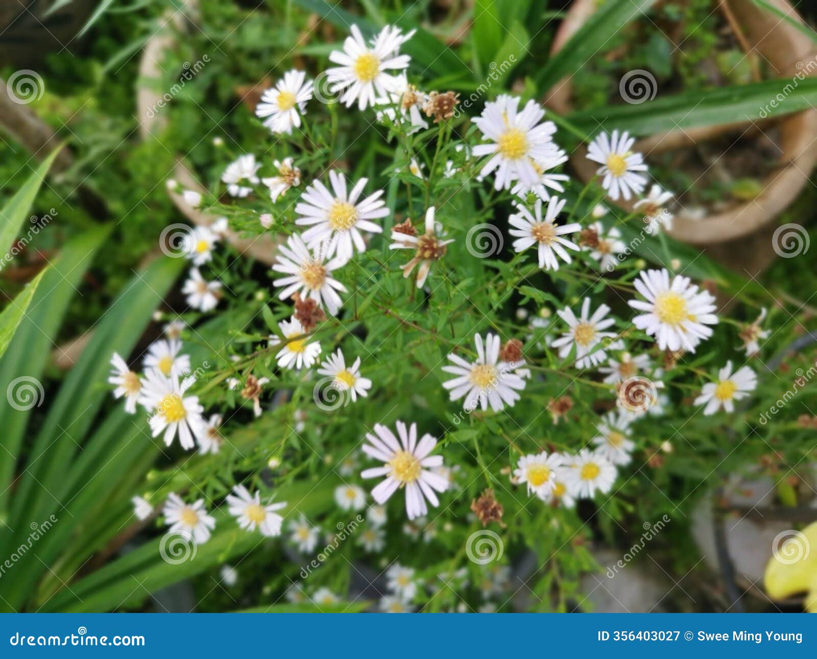 Looking at the Cluster of White Panicle Aster Flower. Stock Image ...