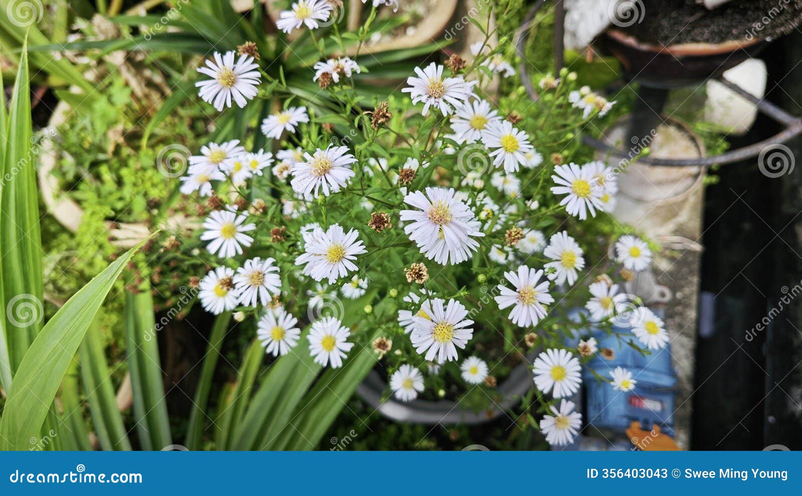 Looking at the Cluster of White Panicle Aster Flower. Stock Image ...