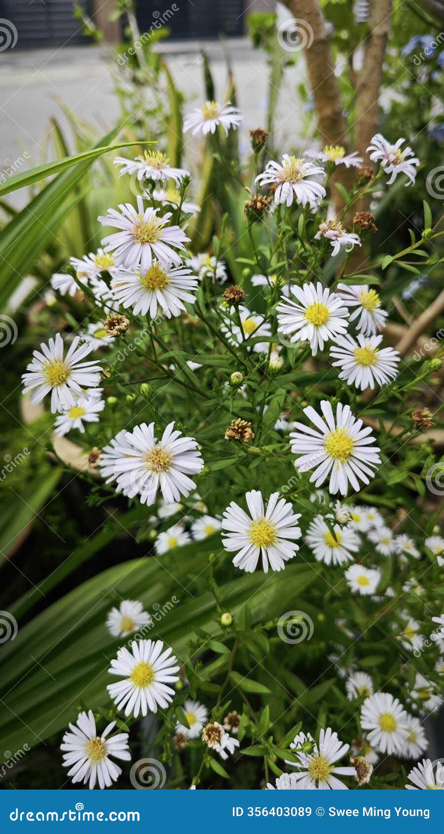 Looking at the Cluster of White Panicle Aster Flower. Stock Image ...