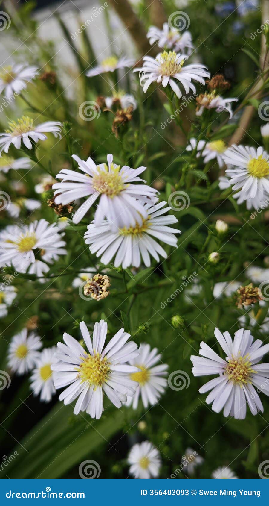 Looking at the Cluster of White Panicle Aster Flower. Stock Image ...