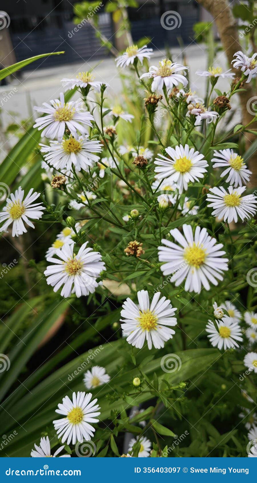 Looking at the Cluster of White Panicle Aster Flower. Stock Image ...