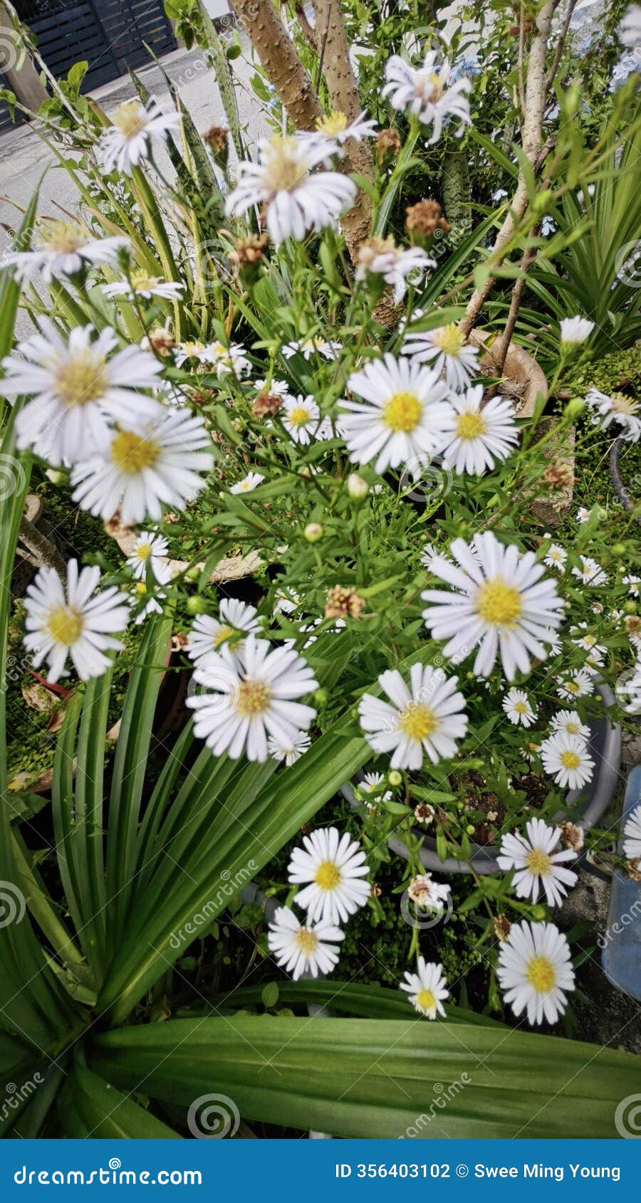 Looking at the Cluster of White Panicle Aster Flower. Stock Photo ...