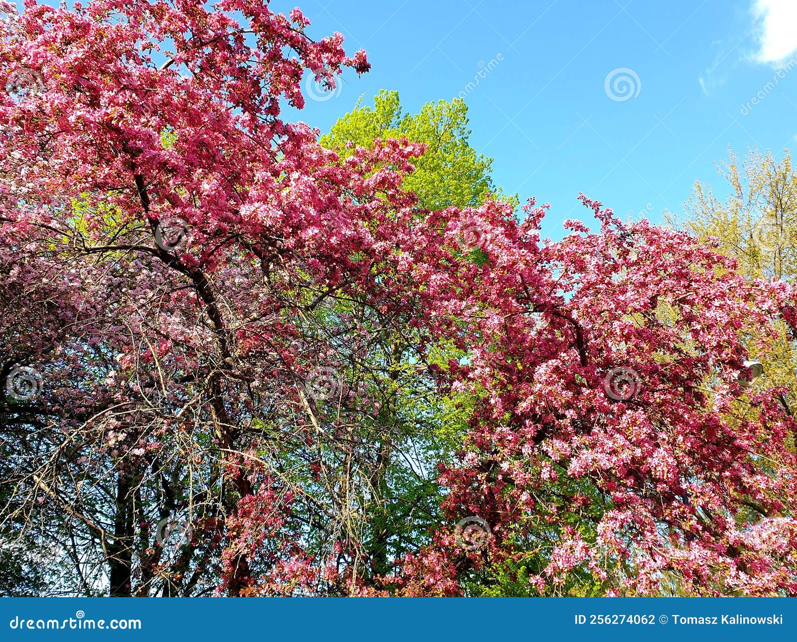 Looking for Coloured Trees Part Two Stock Photo - Image of flower ...