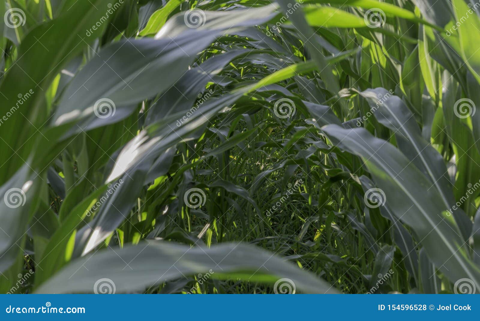 Looking through the Corn in a Cornfield Stock Photo - Image of ...