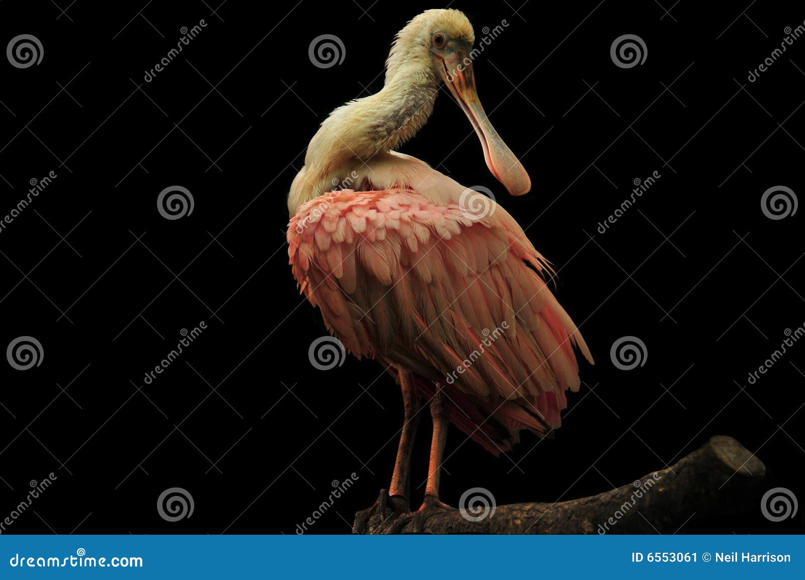 Looking Coy stock image. Image of curious, balance, bird - 6553061