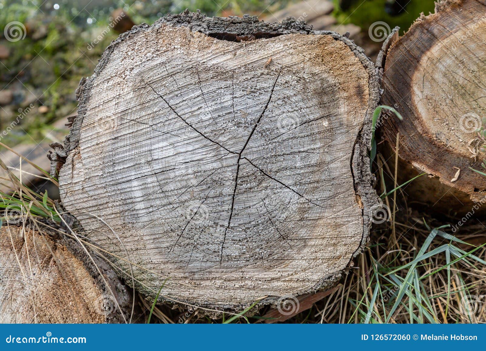 A Cut Tree Trunk stock photo. Image of blurry, tree - 126572060