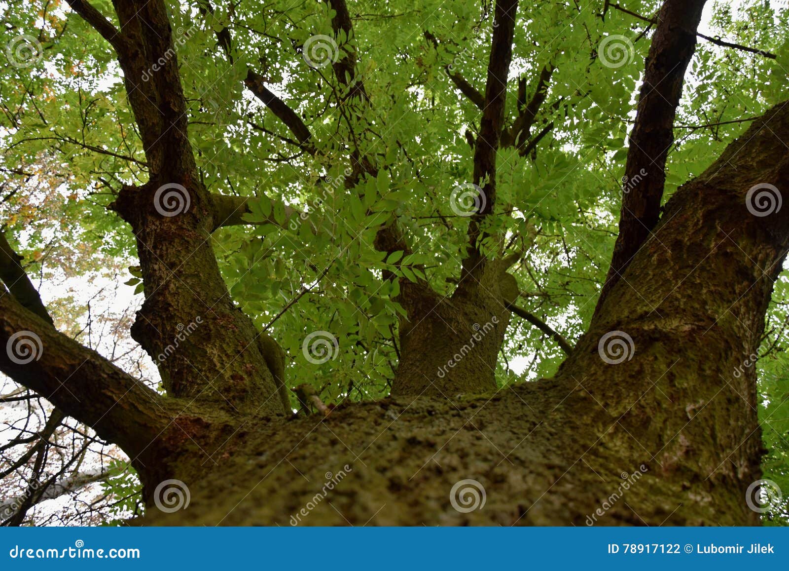 Looking into the Crown of a Large Ash Tree. Stock Photo - Image of ...