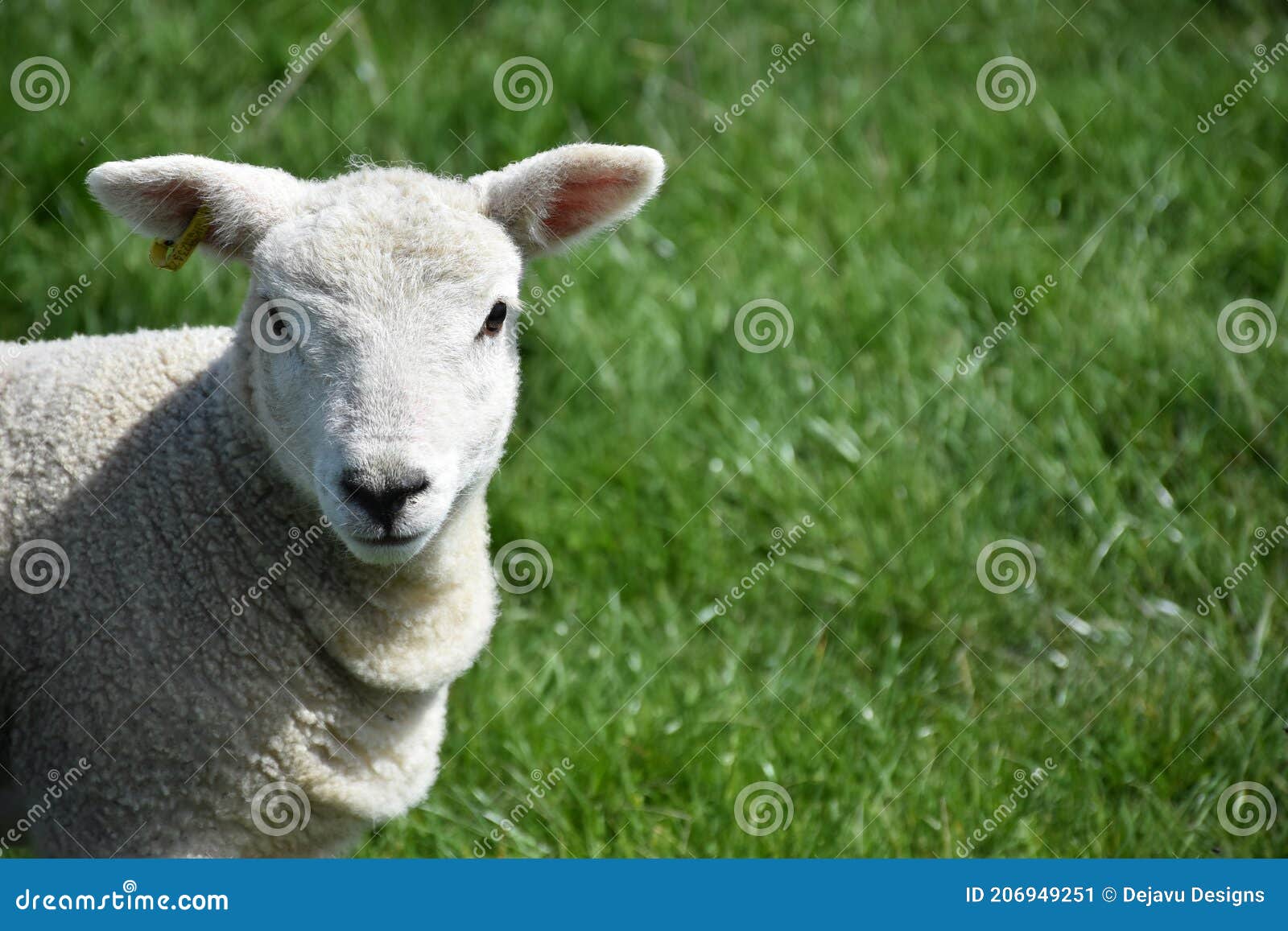 Looking into the Cute Face of a Lamb Stock Image - Image of spring ...