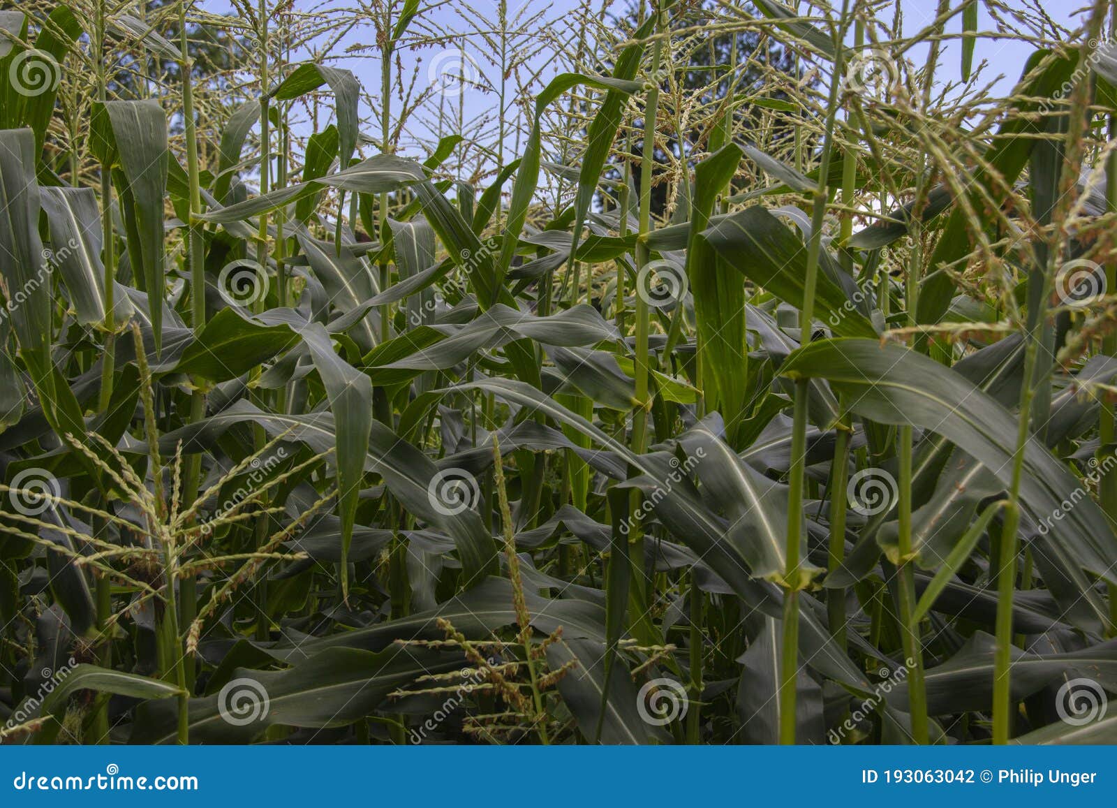 Close Up View of a Field of Corn Stock Photo - Image of farming ...