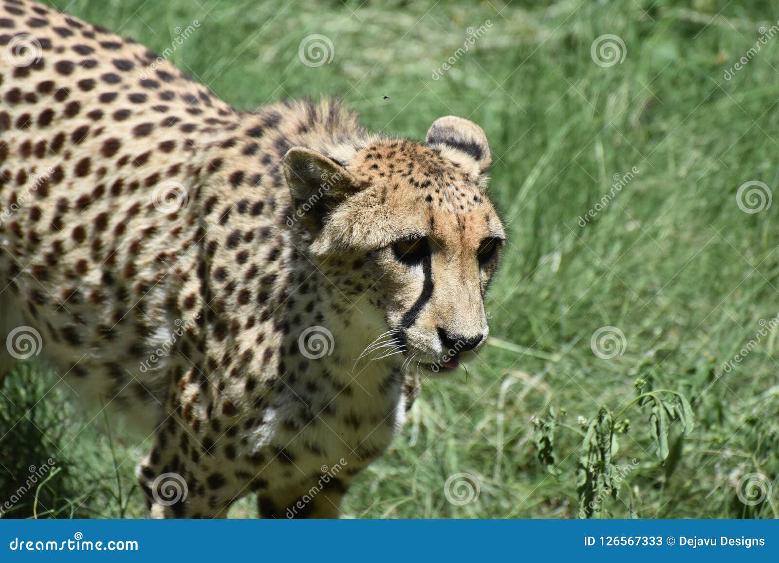 Close Up Look at a Cheetah Licking His Nose with His Tongue Stock Image ...