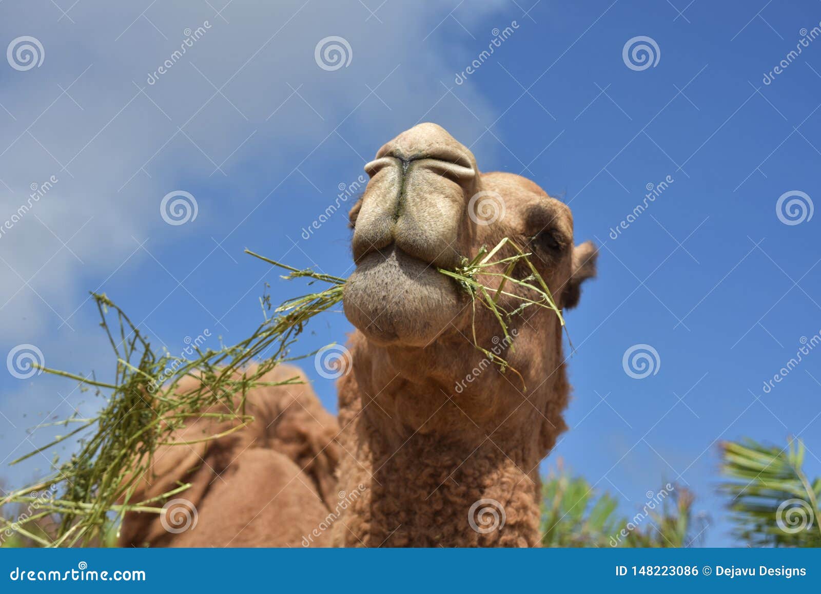 Looking Directly into the Face of a Chewing Camel Stock Photo - Image ...