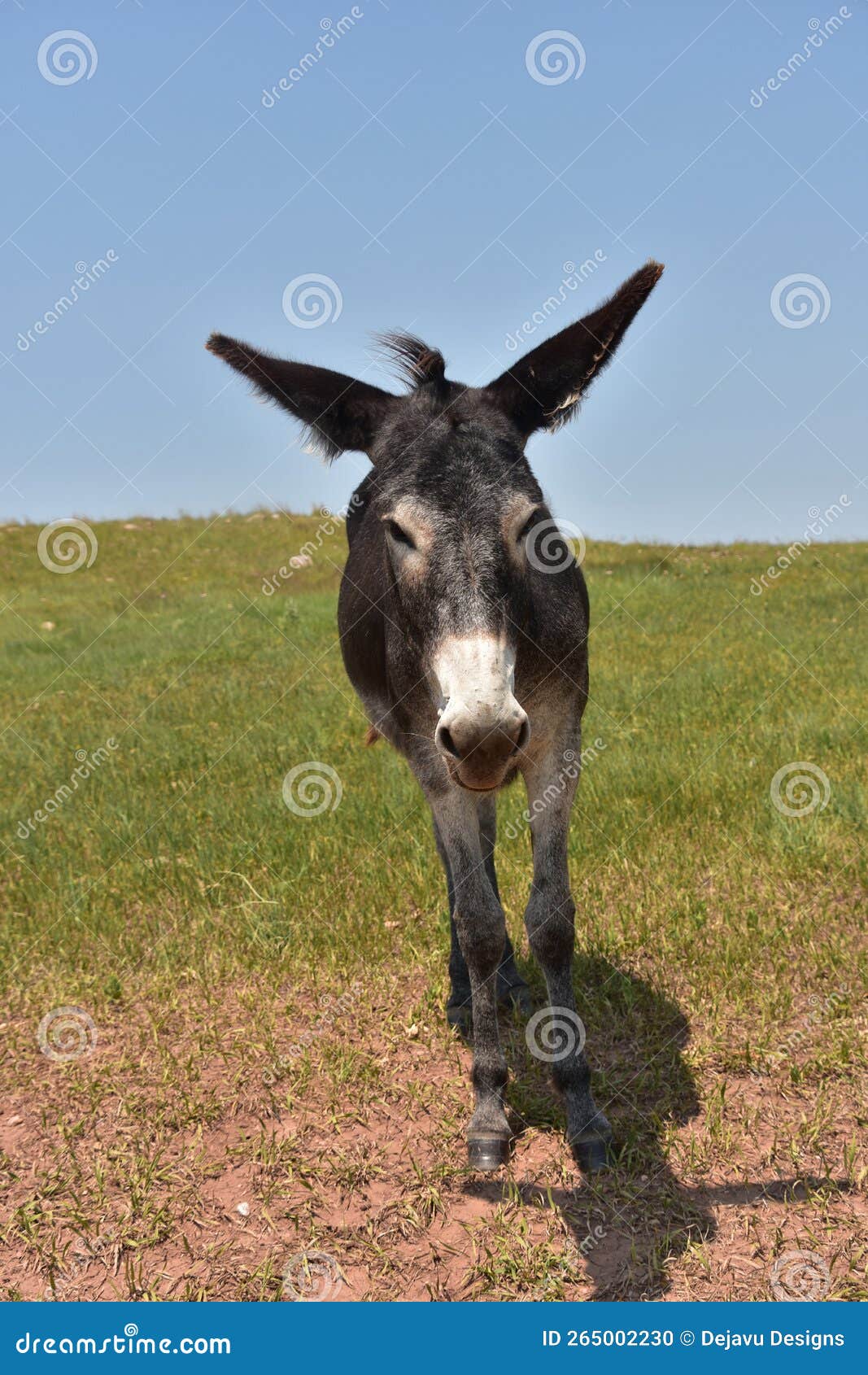 Looking Directly into the Face of a Dark Colored Burro Stock Photo ...