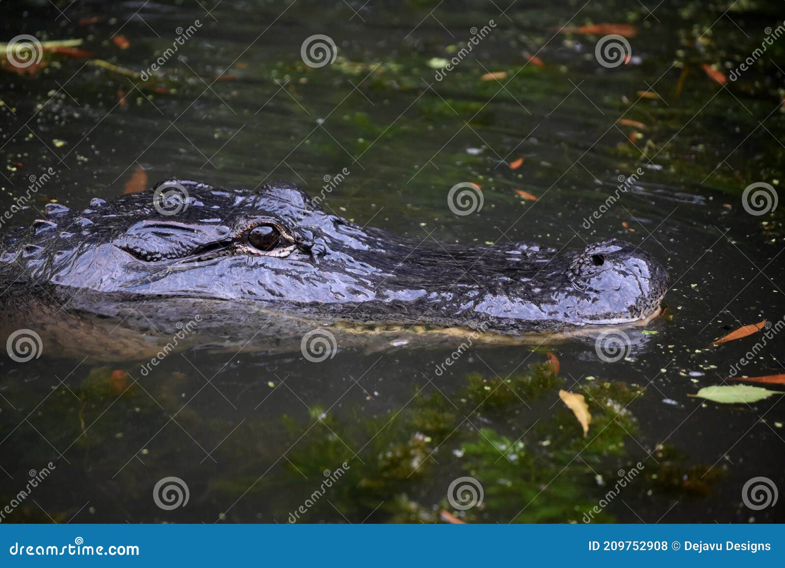 Looking Directly into the Face of a Gator Stock Photo - Image of ...