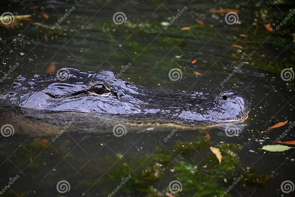 Looking Directly into the Face of a Gator Stock Photo - Image of ...