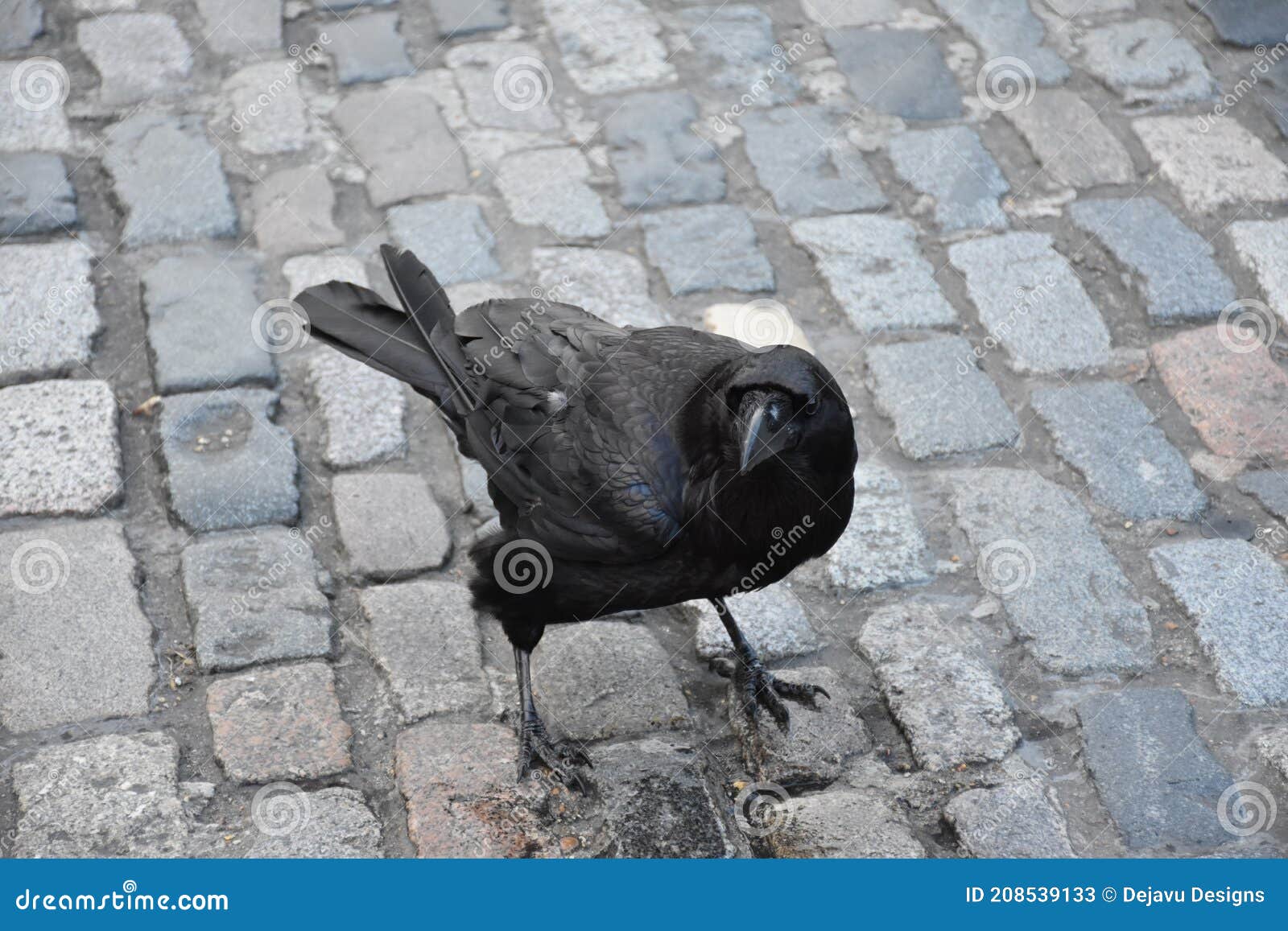 Looking Directly into the Face of a Large Black Crow Stock Image ...
