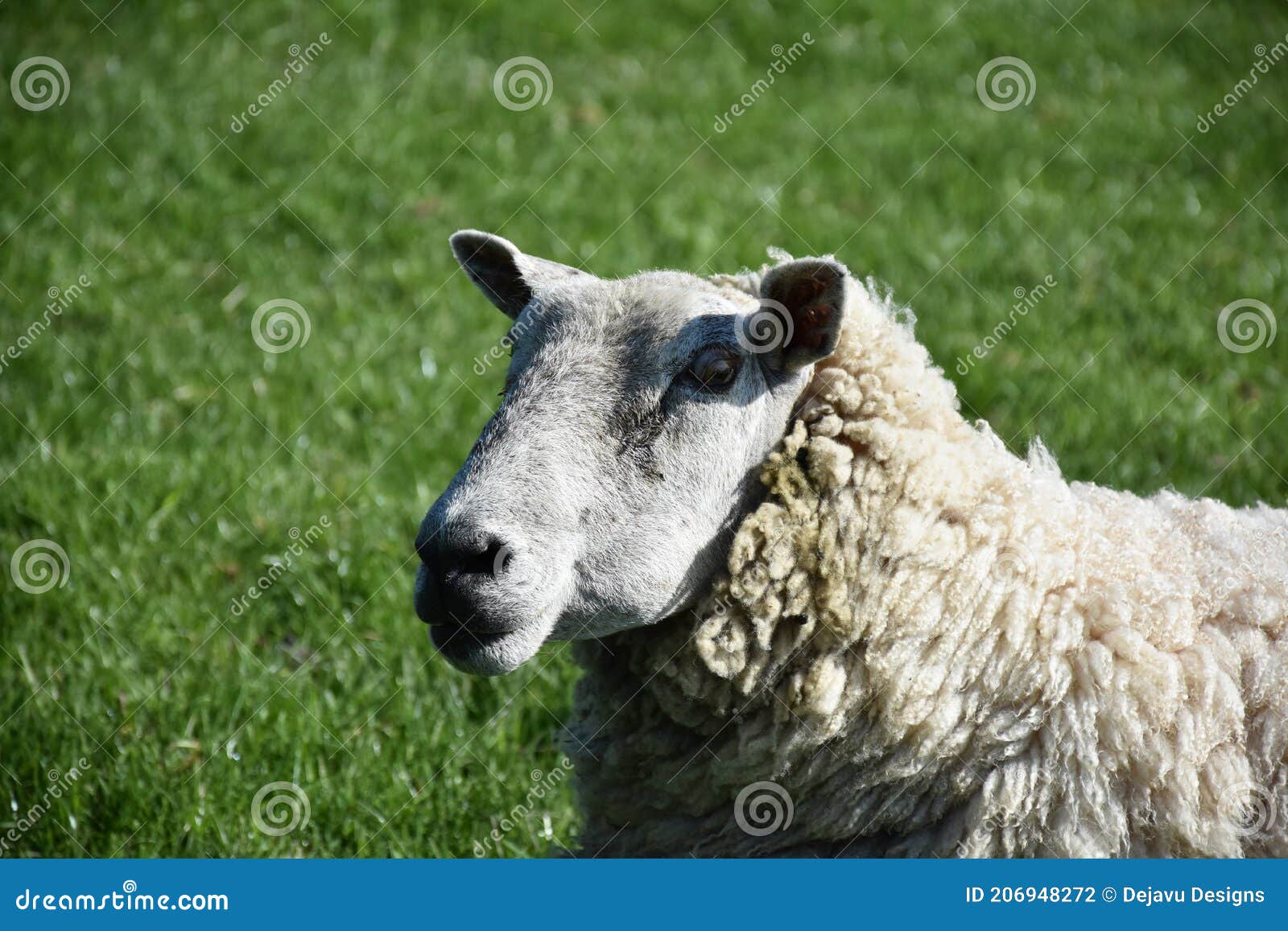Looking Directly into the Face of a Shaggy Sheep Stock Photo - Image of ...