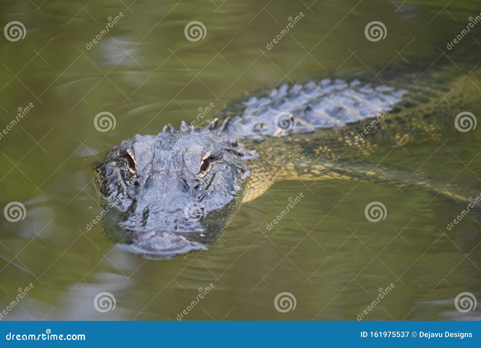 Looking Directly into the Face of a Stalking Gator Stock Image - Image ...