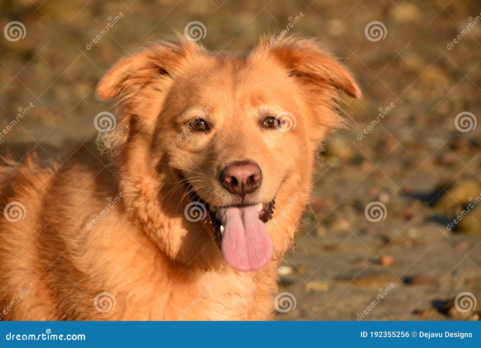 Looking Directly into the Face of a Toller Stock Photo - Image of ...