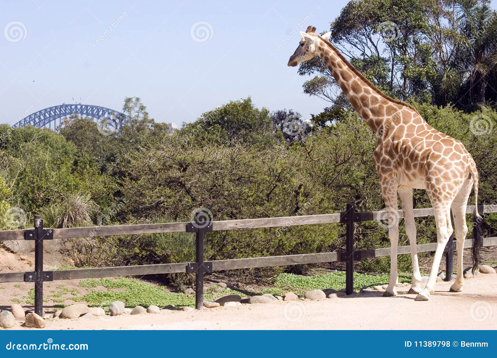 Looking into the distance stock photo. Image of long - 11389798