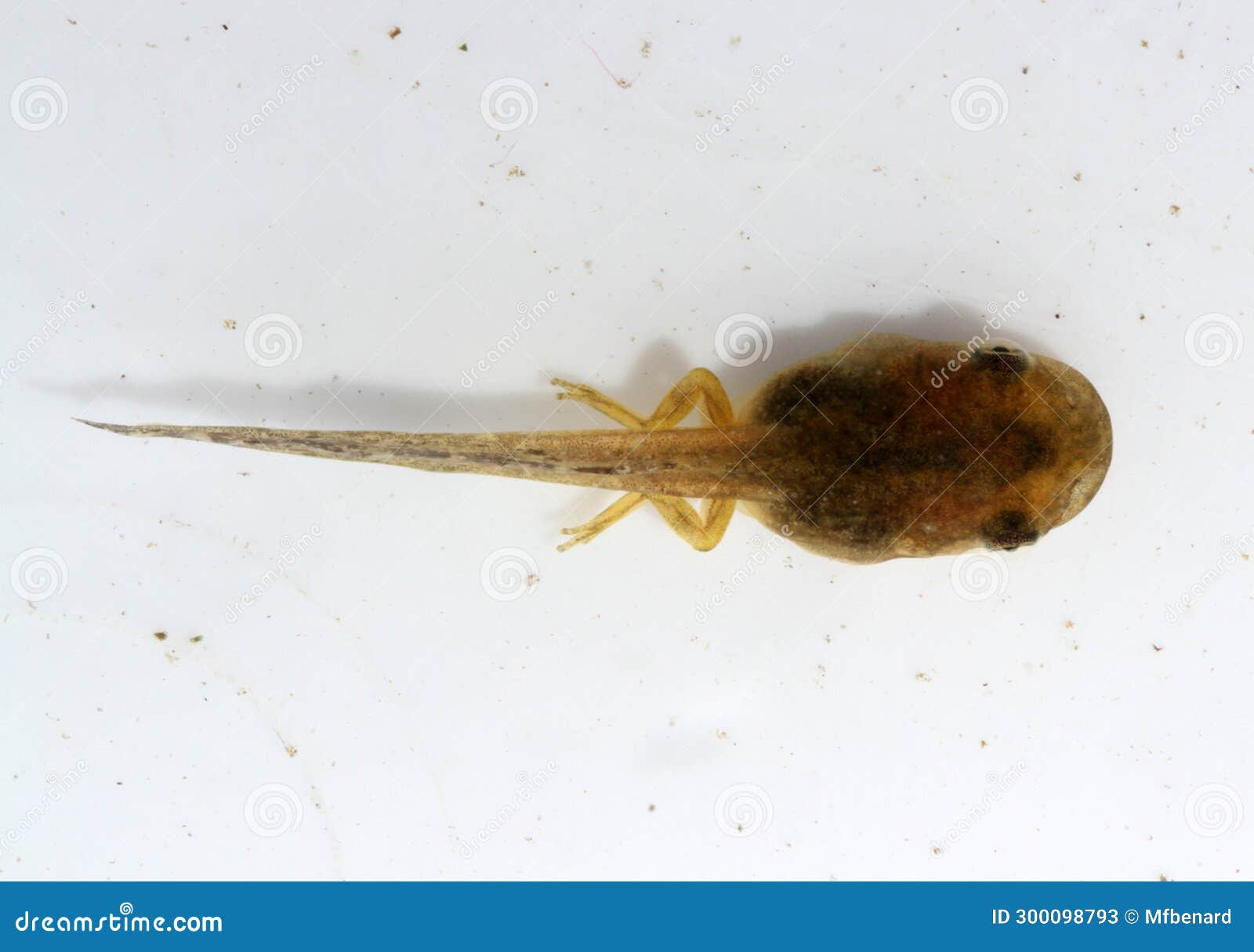 Peeper Tadpole Stock Photos - Free & Royalty-Free Stock Photos from ...