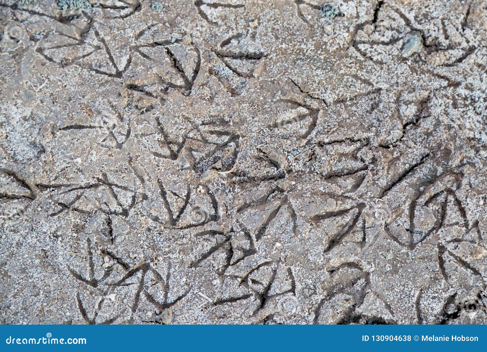 Bird Footprints stock photo. Image of coastal, imprints - 130904638