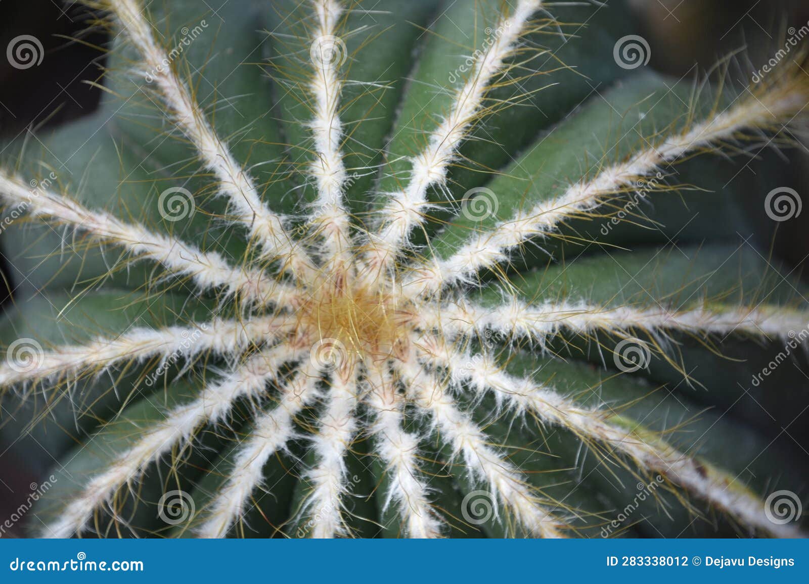 Yatu Cactus In Aruba Stock Image | CartoonDealer.com #78017635