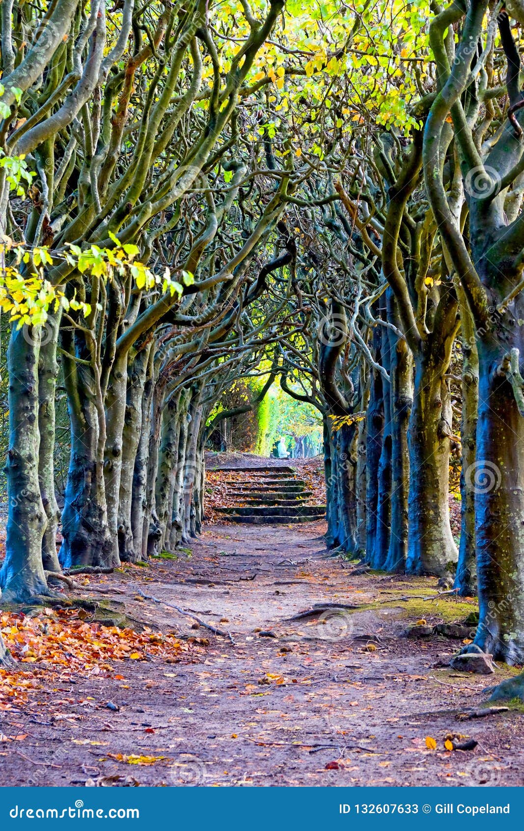 Looking Down the Centre of a Tree Lined Pathway Stock Image - Image of ...