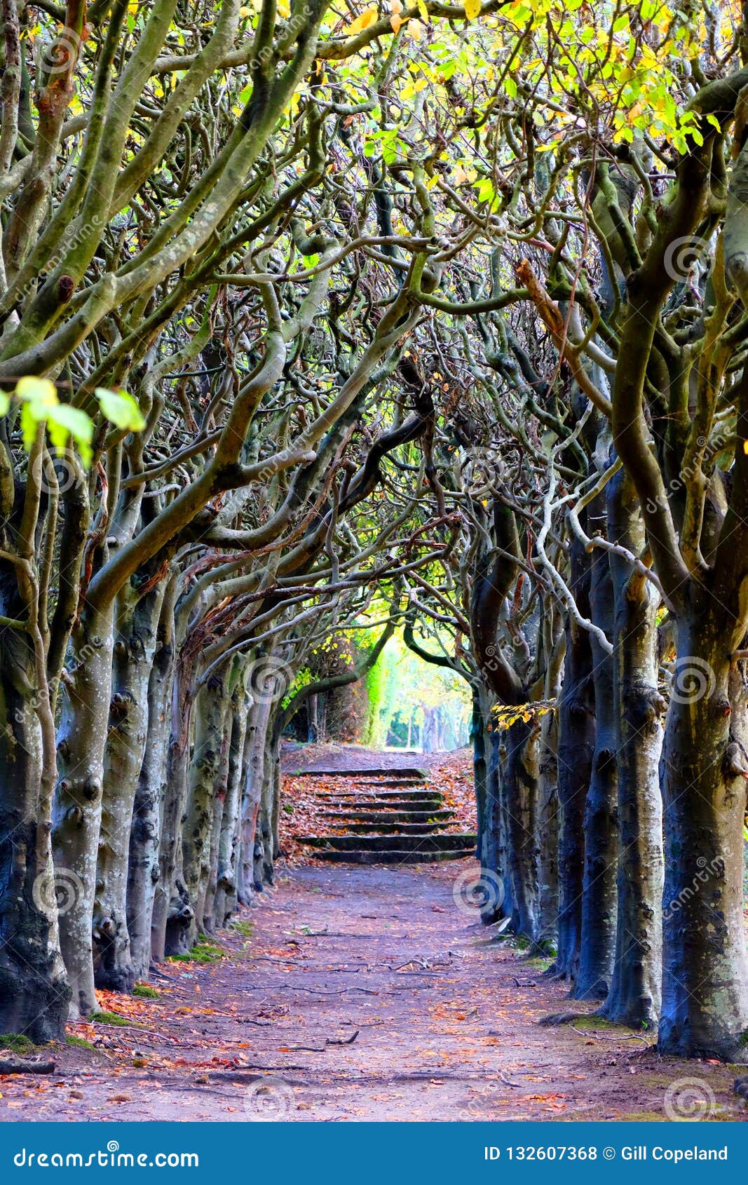 Looking Down the Centre of a Tree Lined Pathway Stock Photo - Image of ...