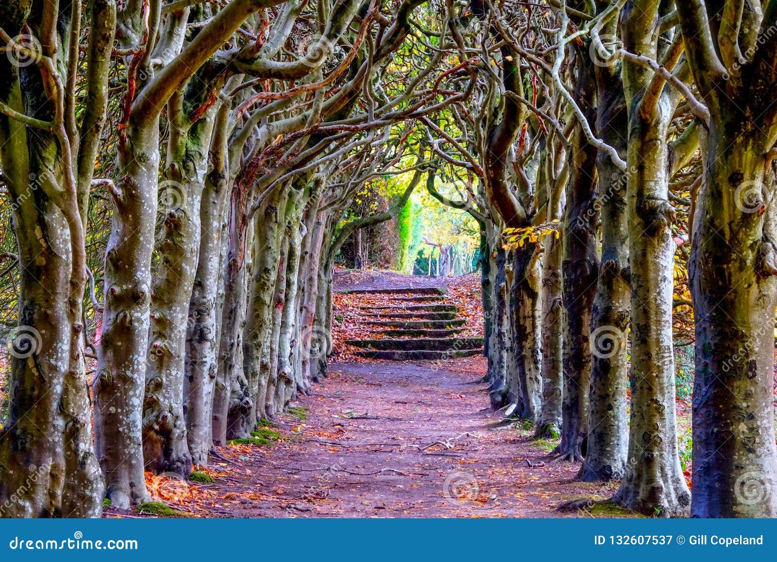Looking Down the Centre of a Tree Lined Pathway Stock Image - Image of ...