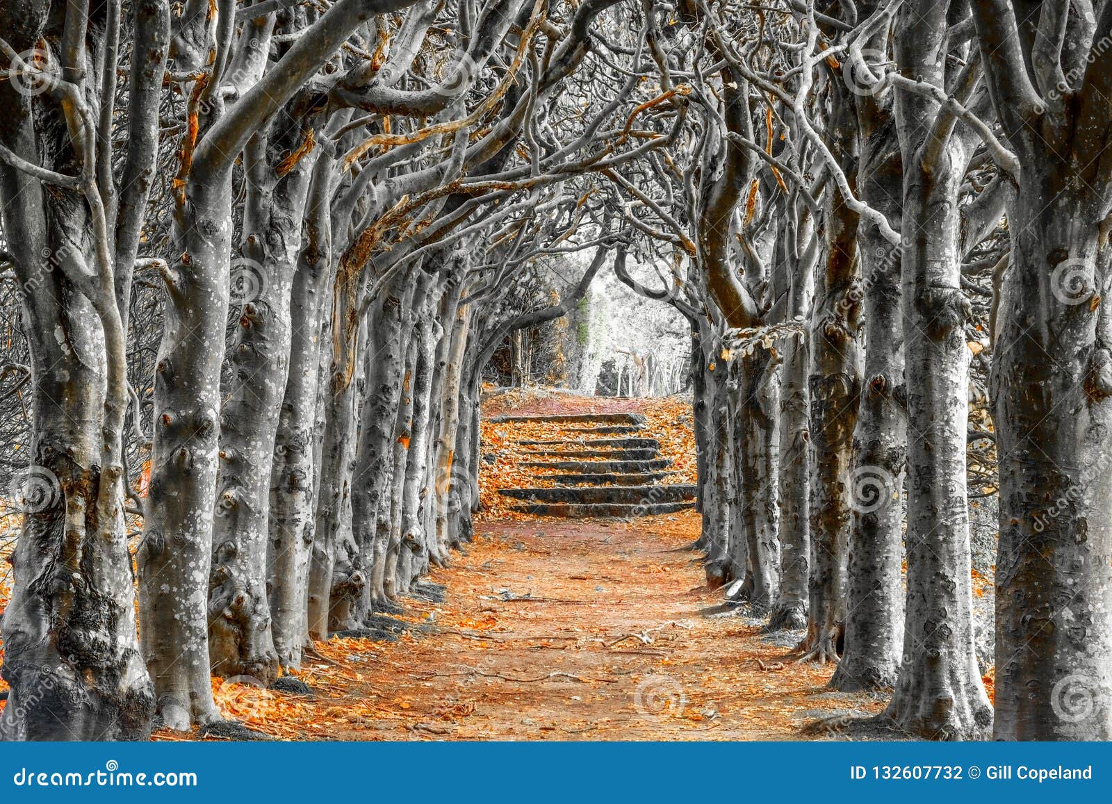 Looking Down the Centre of a Tree Lined Pathway Stock Photo - Image of ...