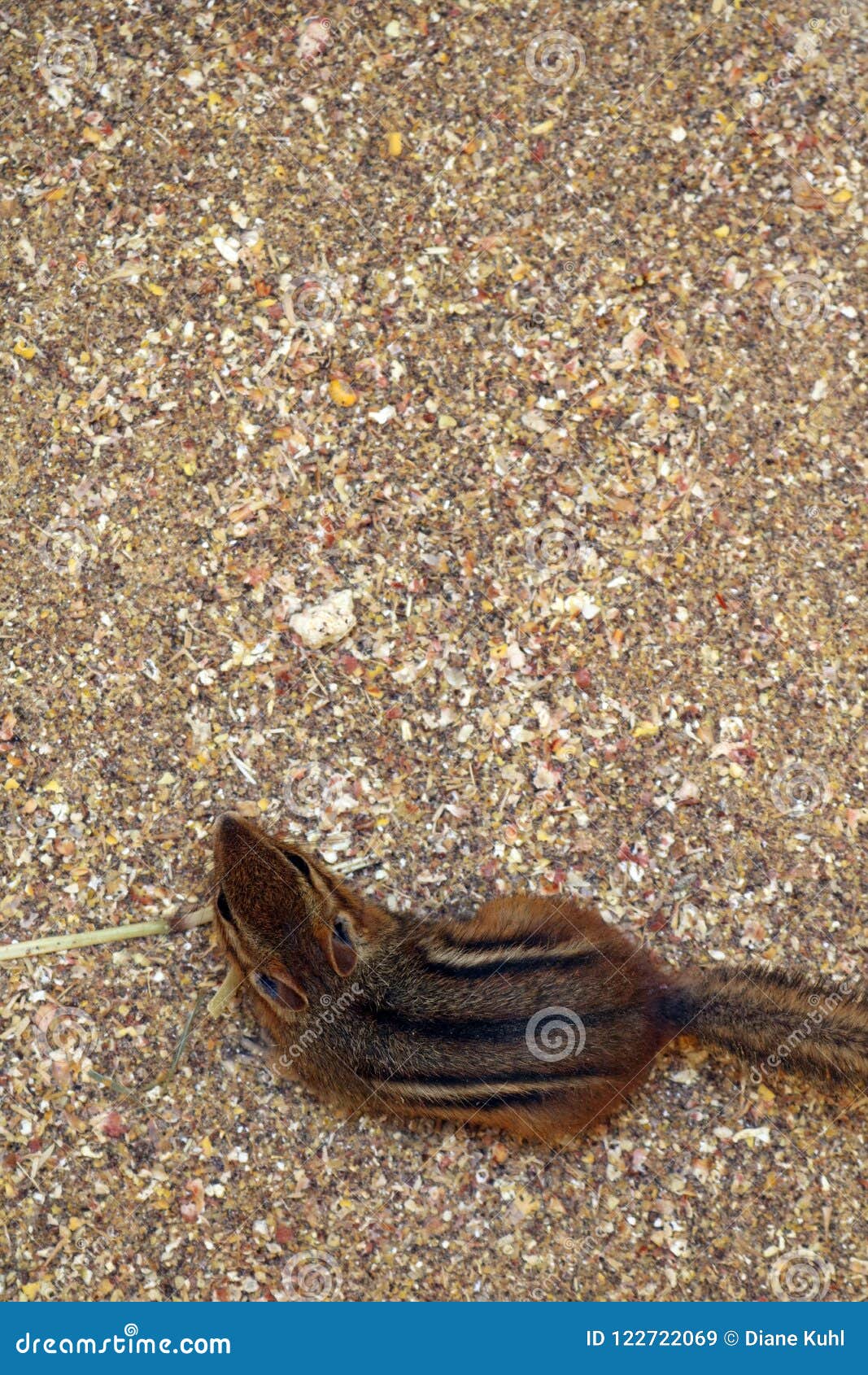 Looking Down on a Chipmunk Standing on Grain and Corn Chop Stock Image ...
