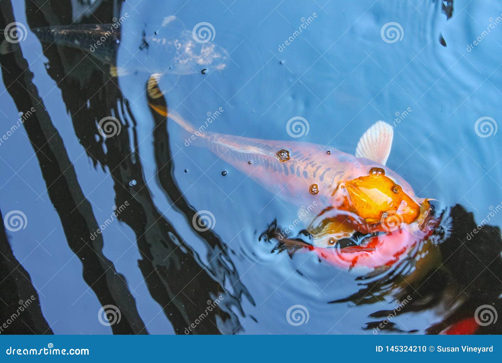 Looking Down at Colorful Koi Swimming in the Water with Bubbles Stock ...