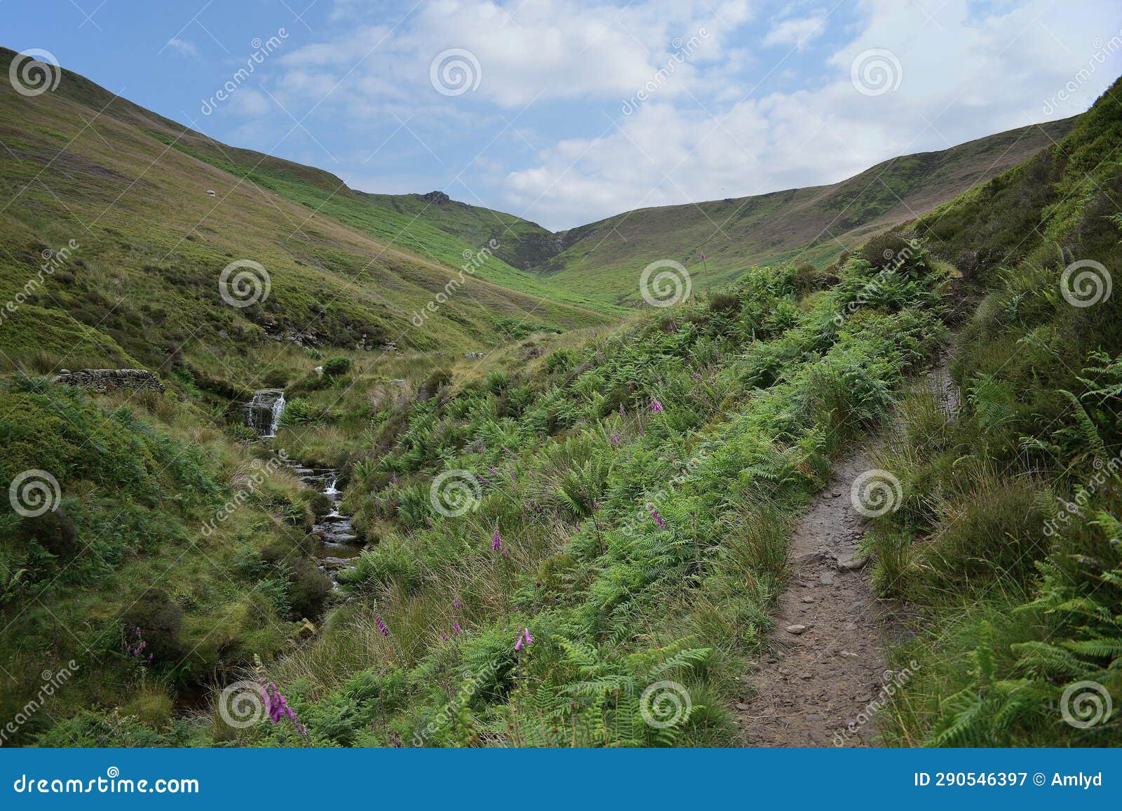 Path by Crowden Clough stock image. Image of edale, park - 290546397
