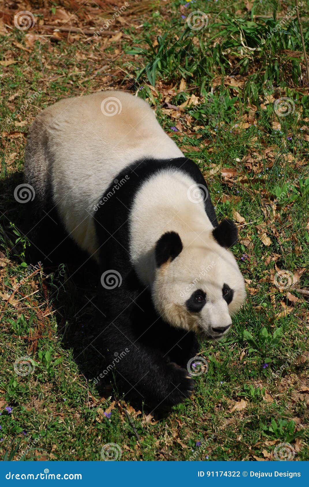 Looking Down at a Cute Giant Panda Bear Stock Photo - Image of nature ...