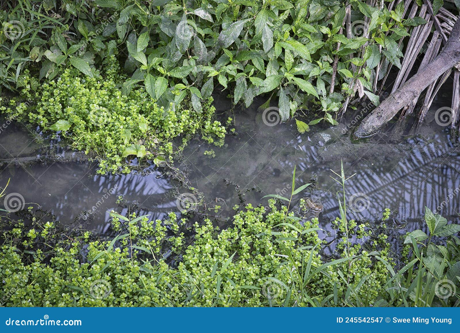 Looking Down on the Dirty Rural Drainage Overgrowth with Weeds. Stock ...