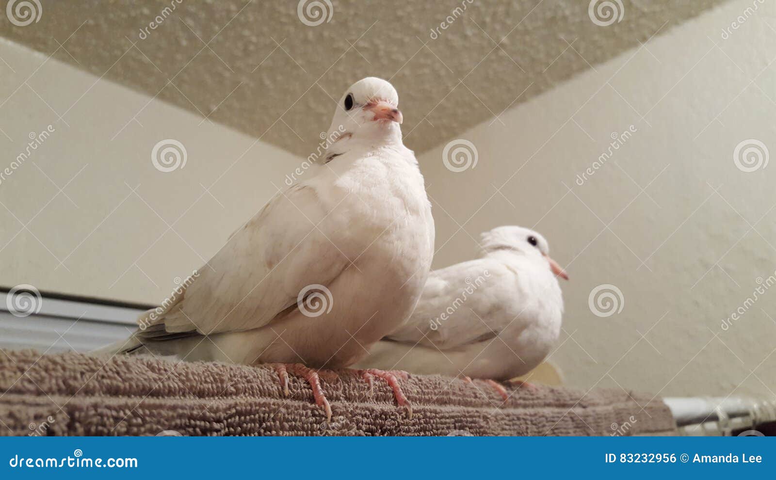 Looking down stock photo. Image of looking, doves, perched - 83232956
