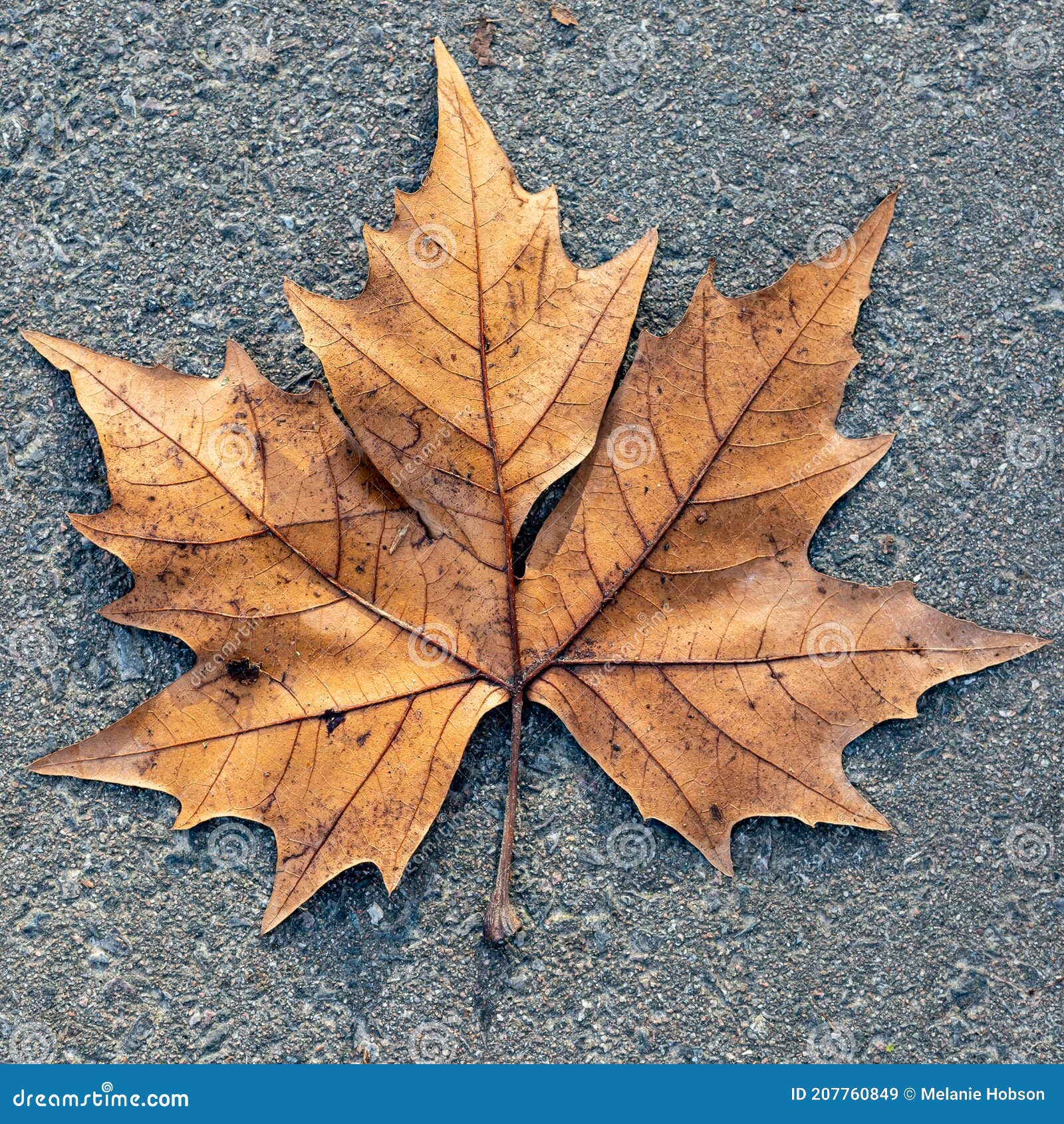 Dried Sycamore Maple Seed With Natural Fruit Pod With Wings In B Stock ...